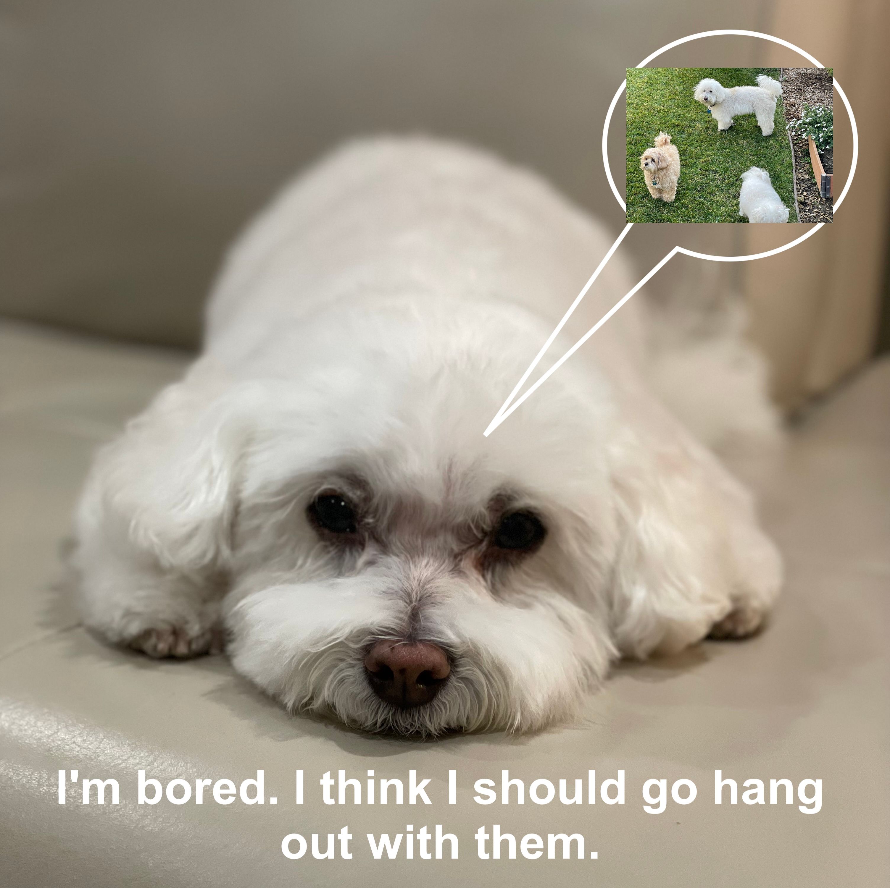 Meme Monday: Autonomous Vehicle - Use Cases - Cisco Community